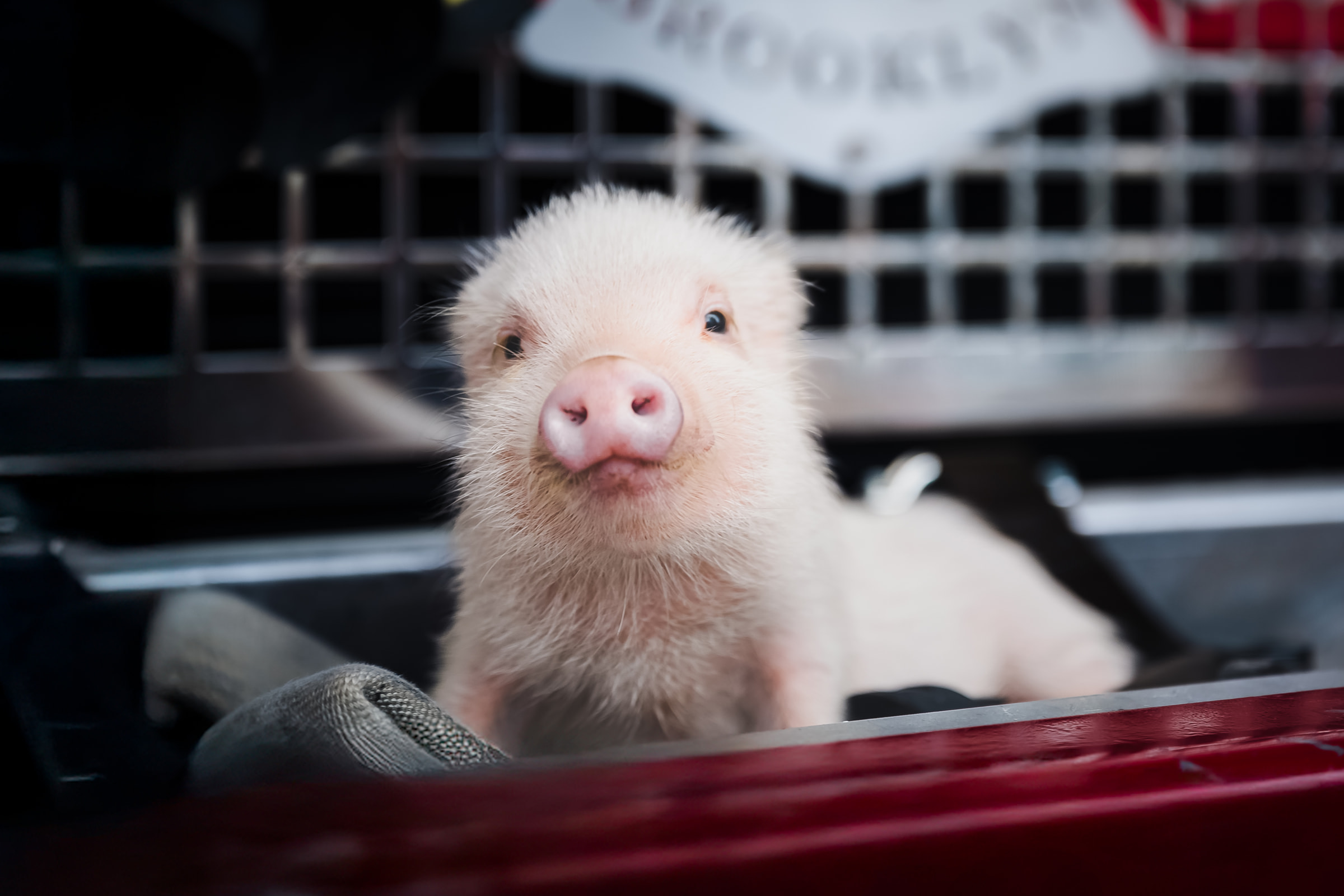 Meredith Zinner Photography